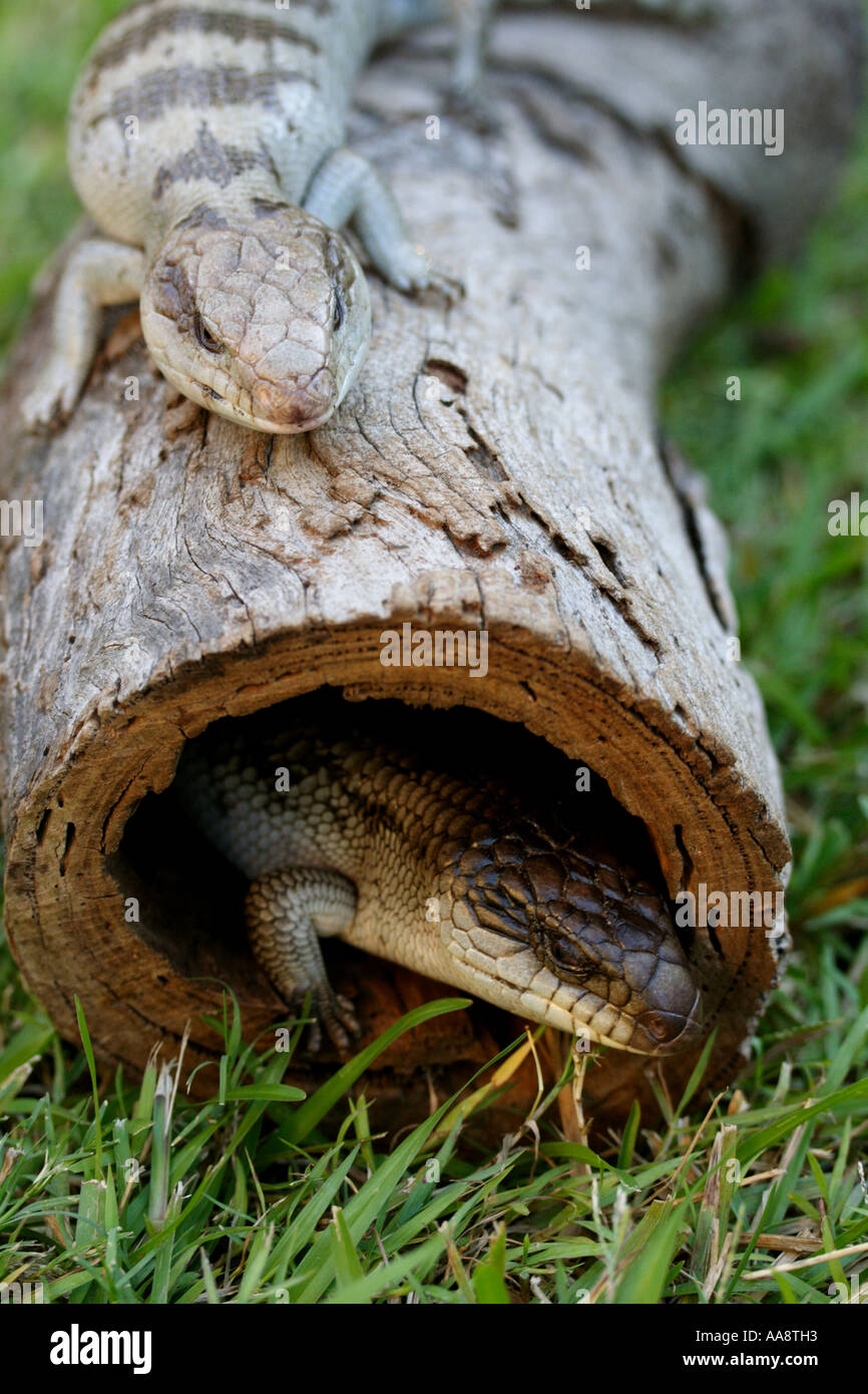 Blue tongue lizard stumpy tail hi-res stock photography and images - Alamy