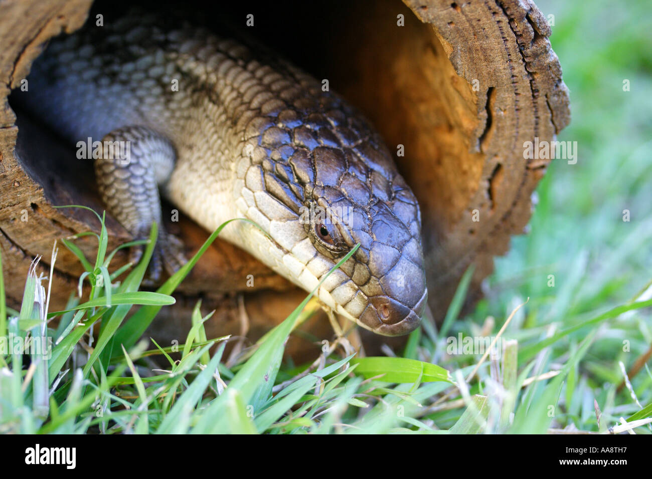 Blue tongue lizard stumpy tail hi-res stock photography and images - Alamy