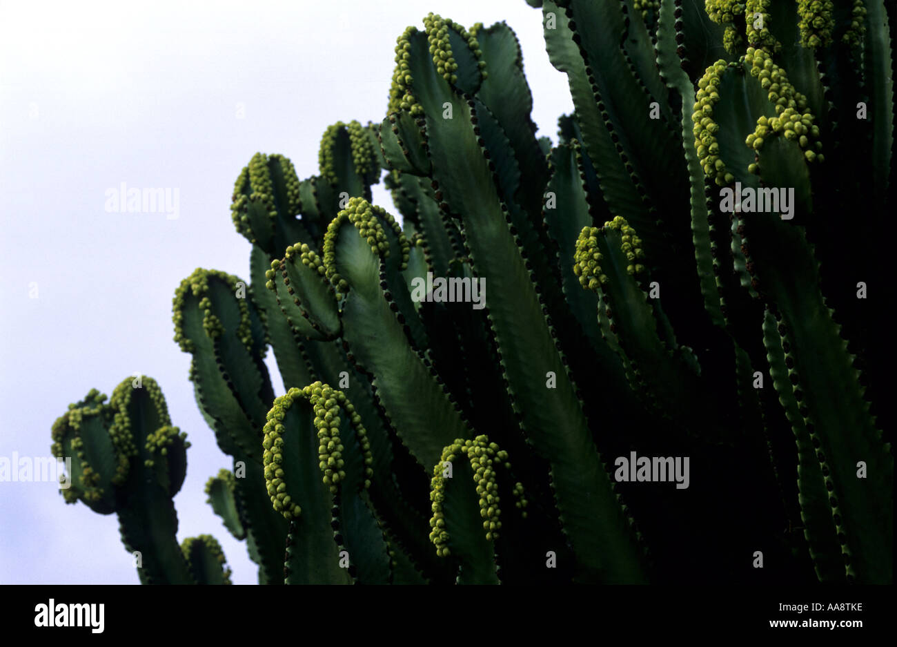 Cactus plants grow along a seafront Fuerteventura Canary Islands Spain ...