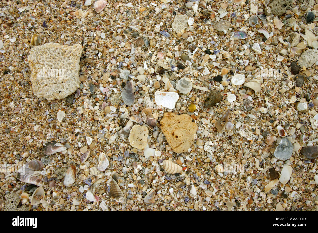 BROKEN SHELL GRIT ON BEACH HORIZONTAL BAPDB7033 Stock Photo - Alamy