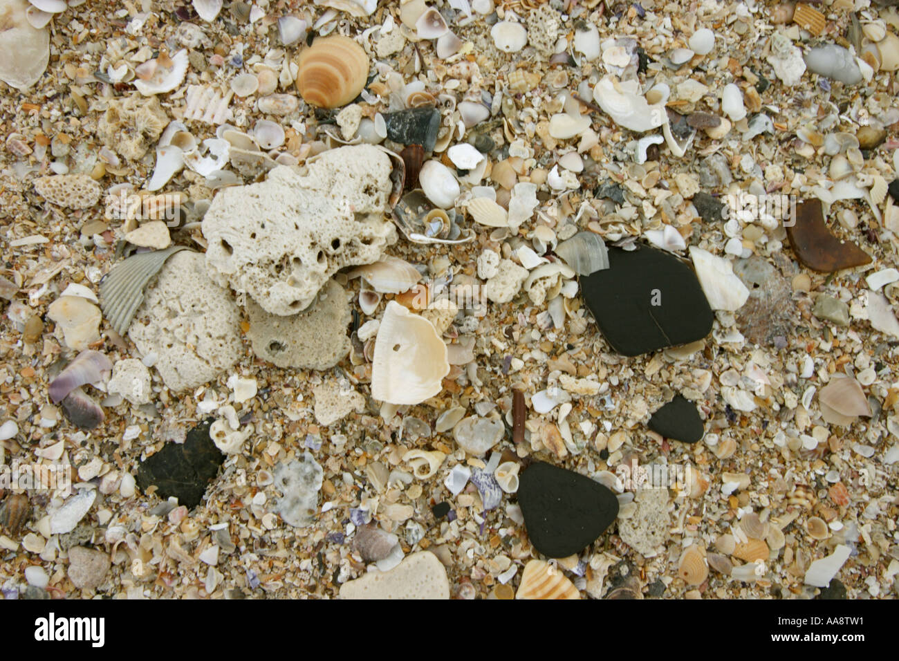 BROKEN SHELL GRIT ON BEACH HORIZONTAL BAPDB7036 Stock Photo - Alamy