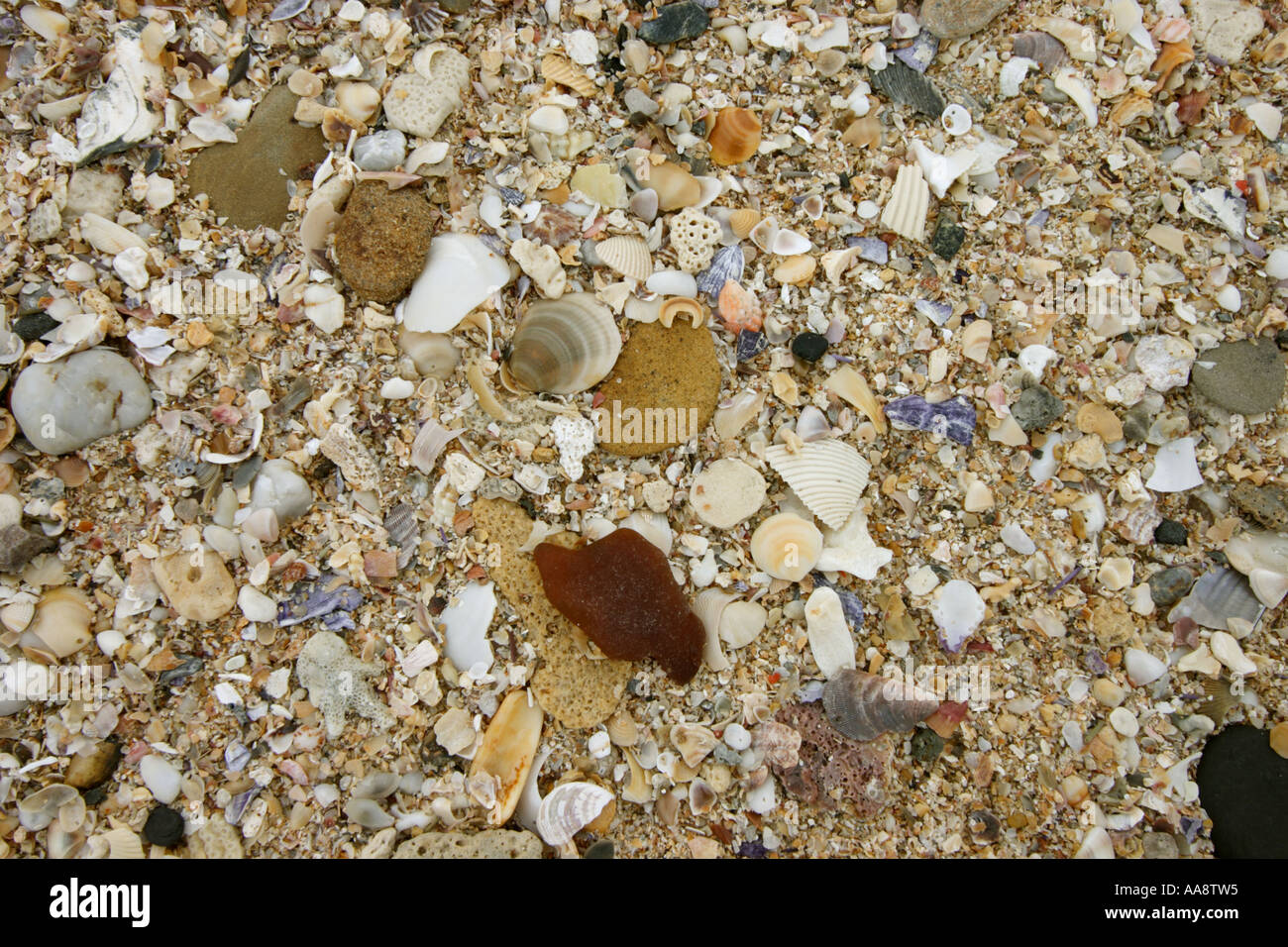 Shell grit hi-res stock photography and images - Alamy