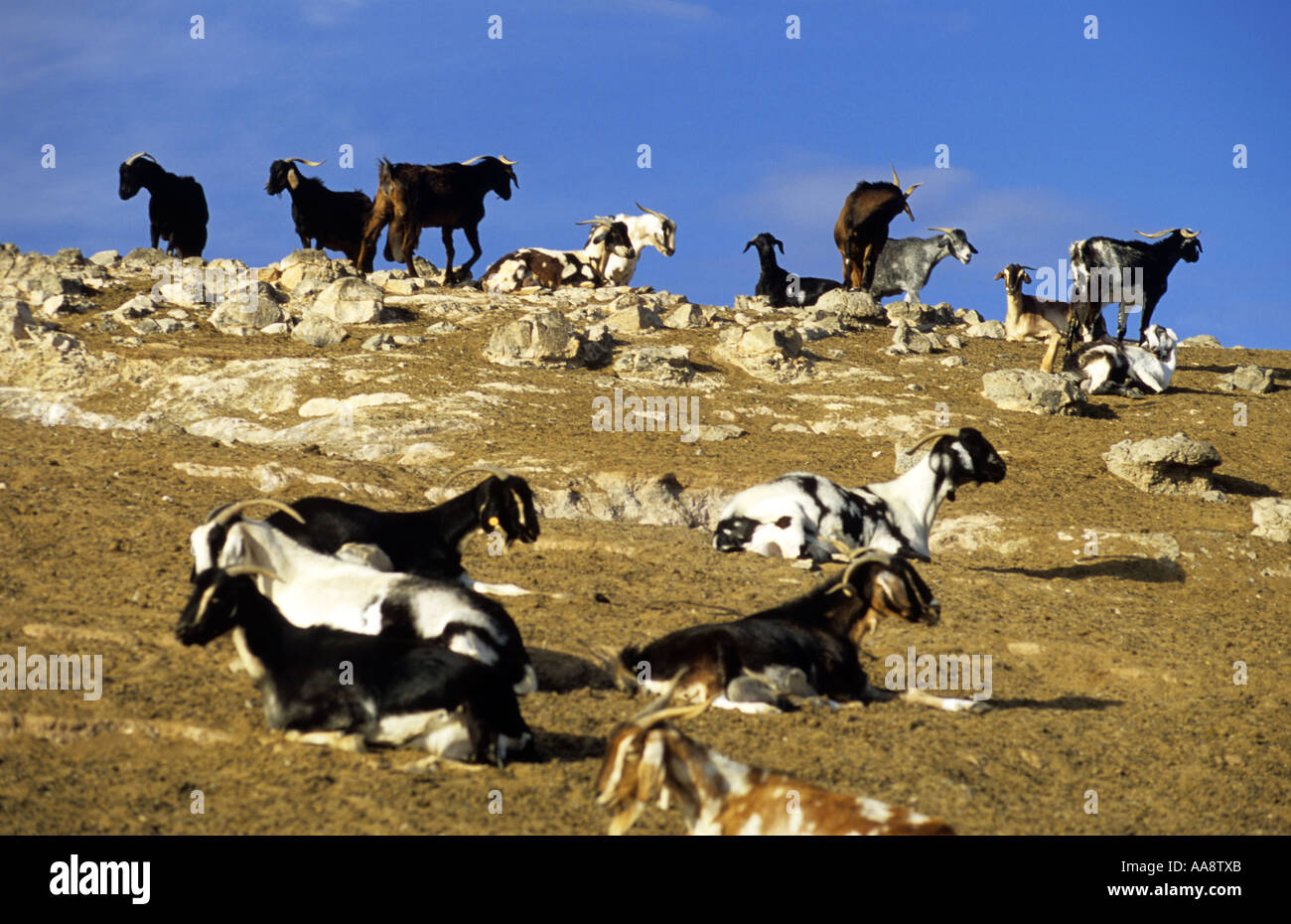 Spain canary islands goat herd hi-res stock photography and images - Alamy