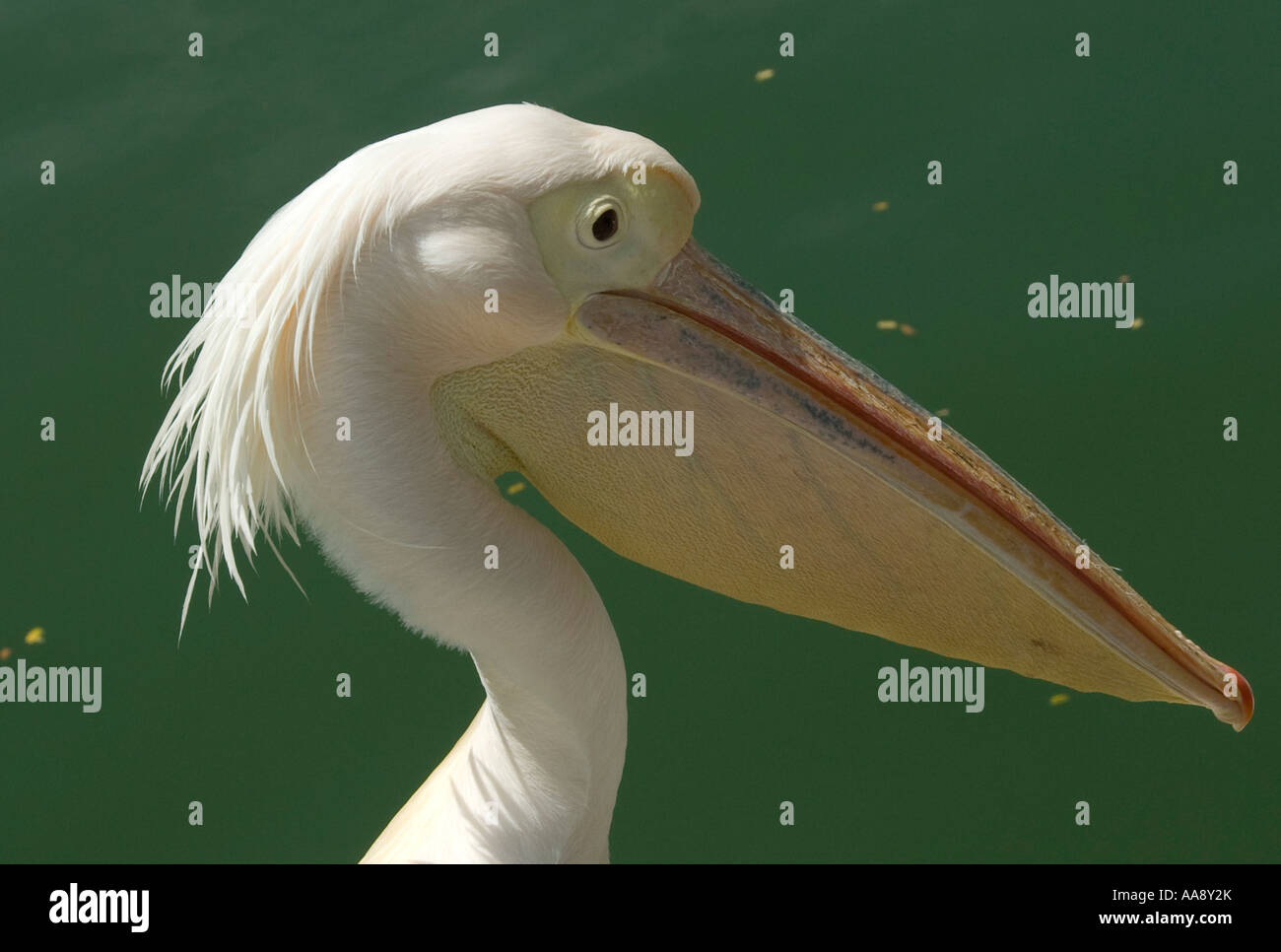 Pelican with fish in beak hi-res stock photography and images - Alamy