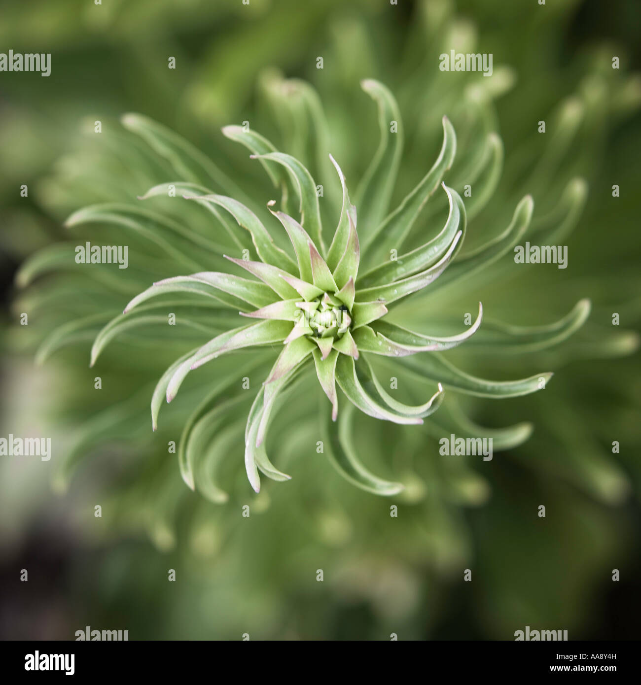 Spiral leaves of lilly plant Stock Photo - Alamy
