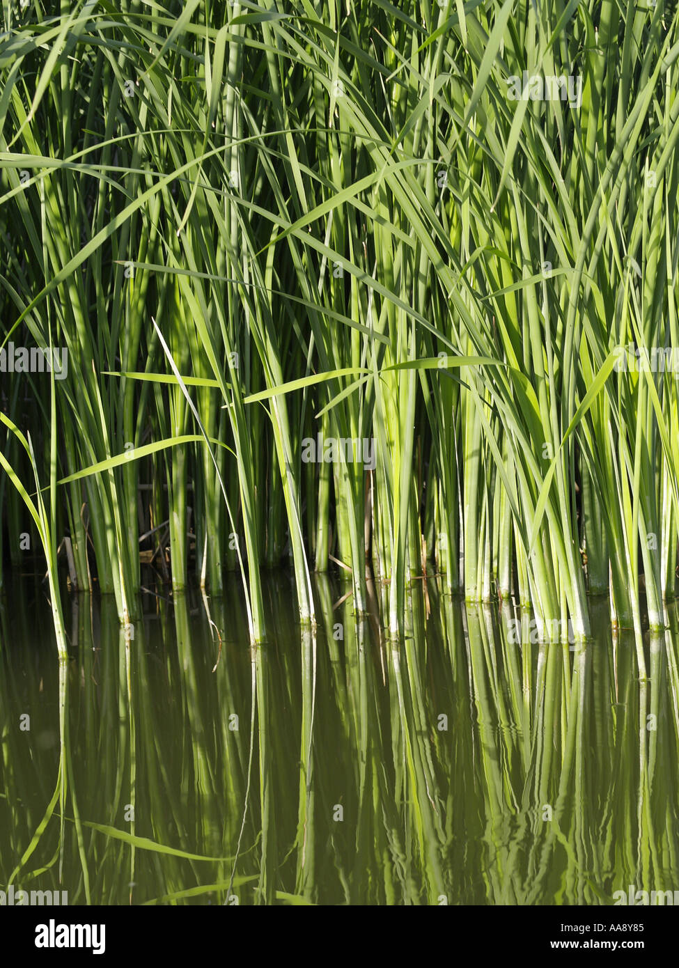 Cattail stem hi-res stock photography and images - Alamy