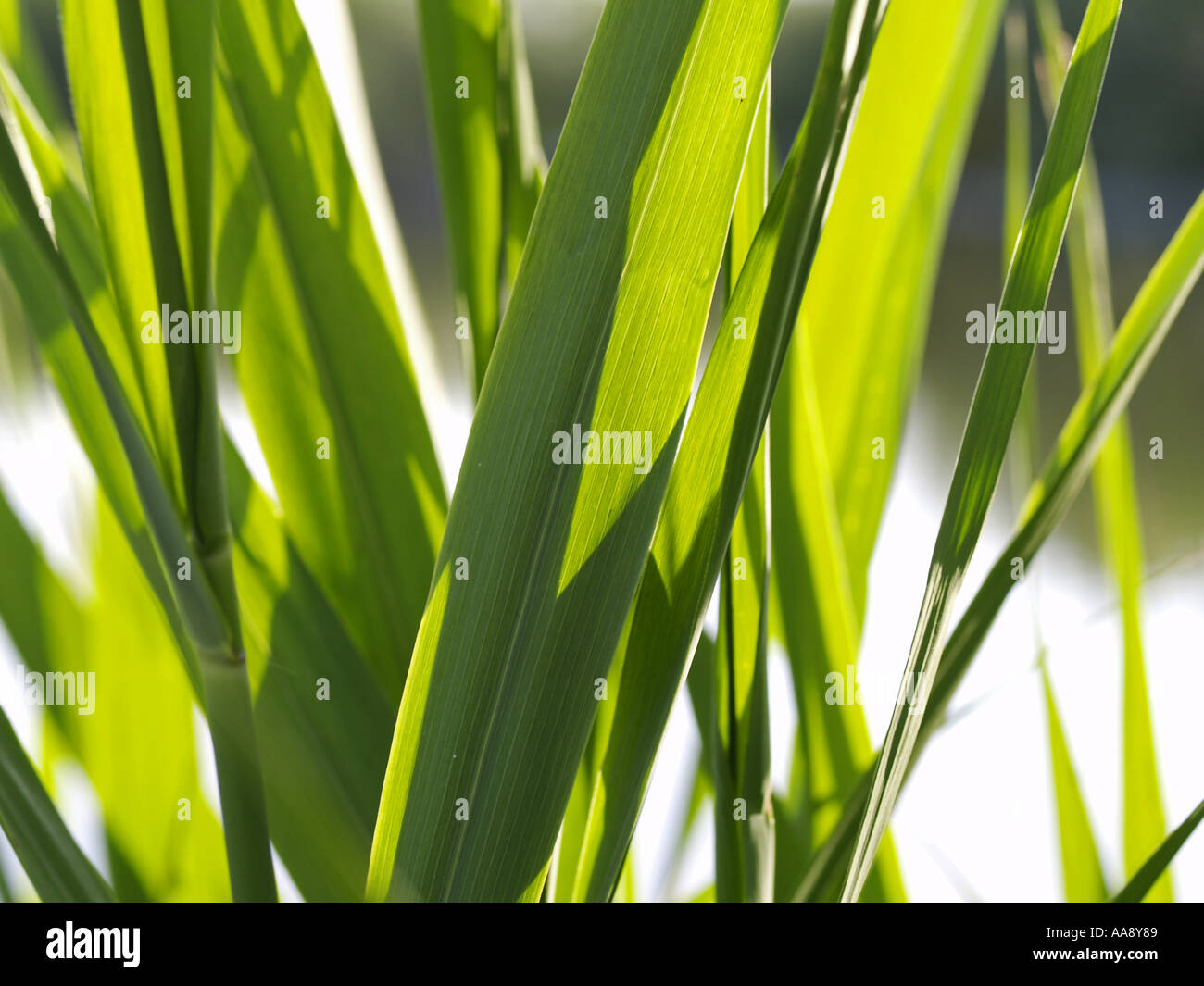 Cattail stem hi-res stock photography and images - Alamy