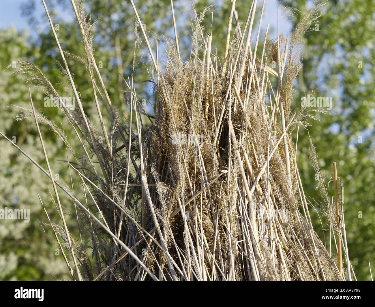 Cattail close up stem hi-res stock photography and images - Alamy