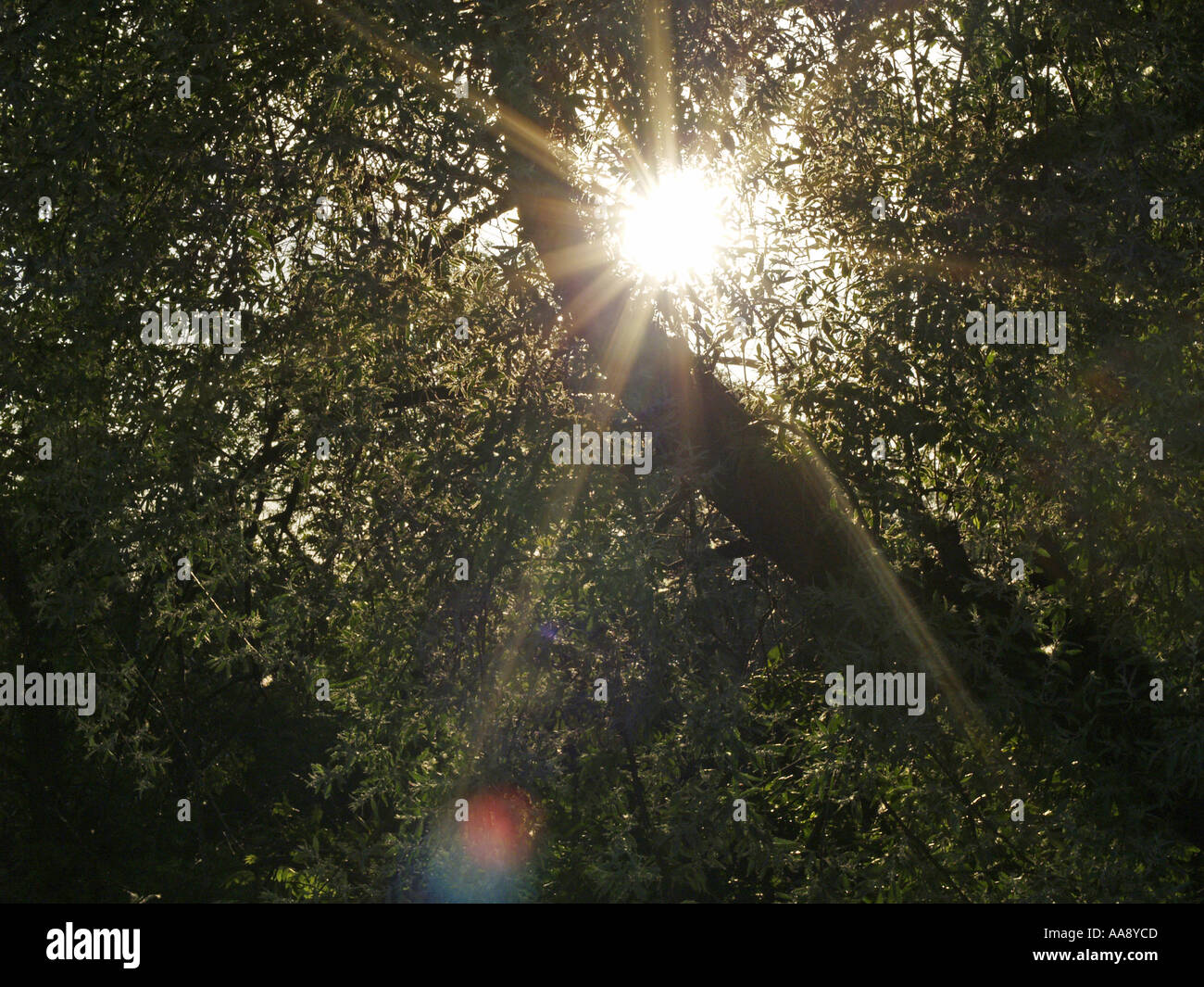 tree in back light Stock Photo - Alamy