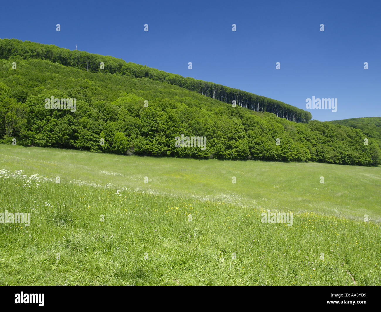 Meadow at the forest edge hi-res stock photography and images - Alamy
