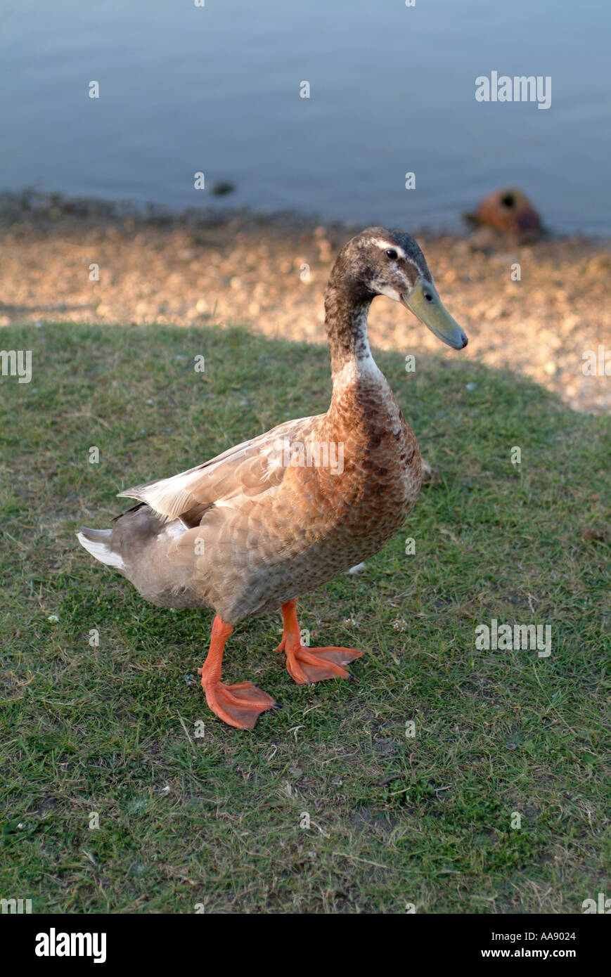 Mallard cross duck hi-res stock photography and images - Alamy