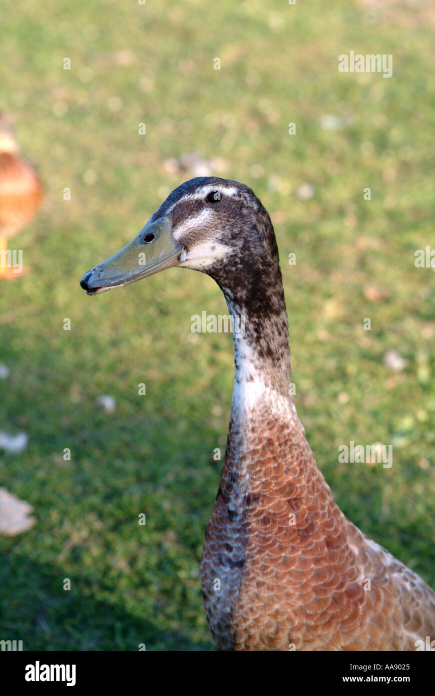 Long neck duck hi-res stock photography and images - Alamy