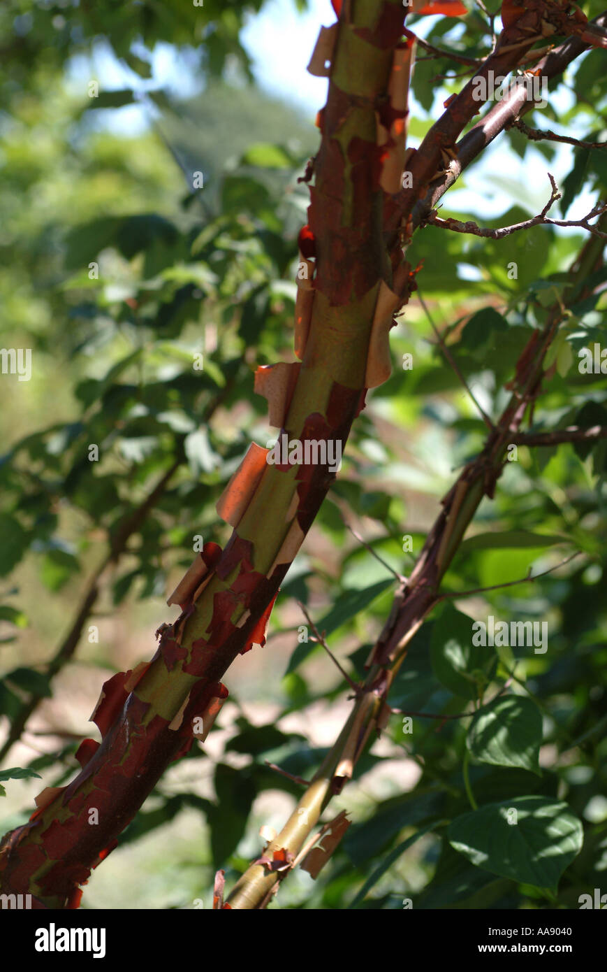 Chinese Acer Paperbark Maple Tree at Hillier Gardens Hampshire England ...