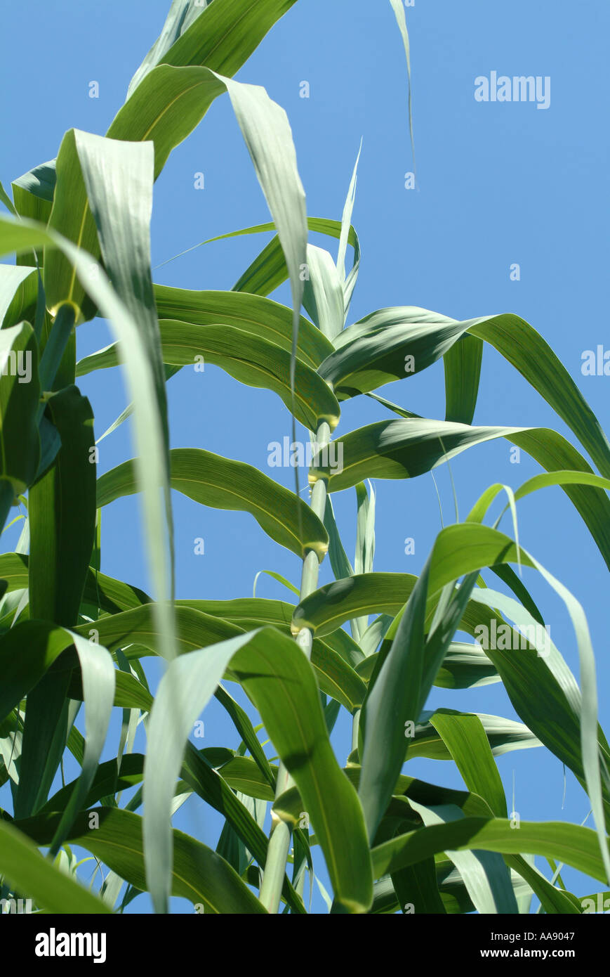 Bamboo sheath hi-res stock photography and images - Alamy
