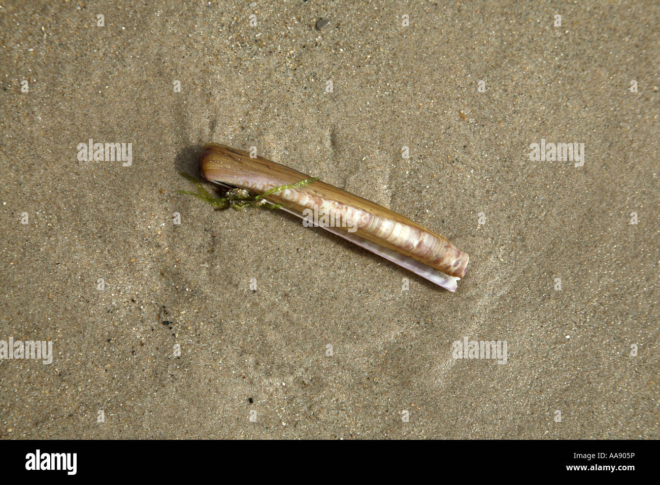 Razor Shell Ensis ensis empty shell on the beach at Budle Bay ...