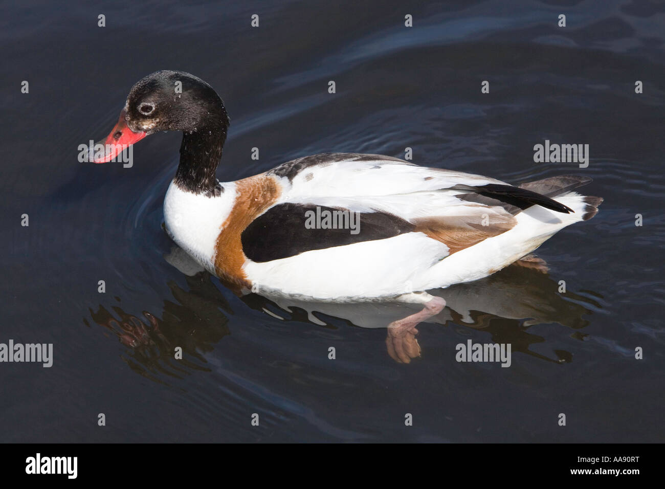 Shell duck European female Martin mere wildfoul trust Lancashire ...