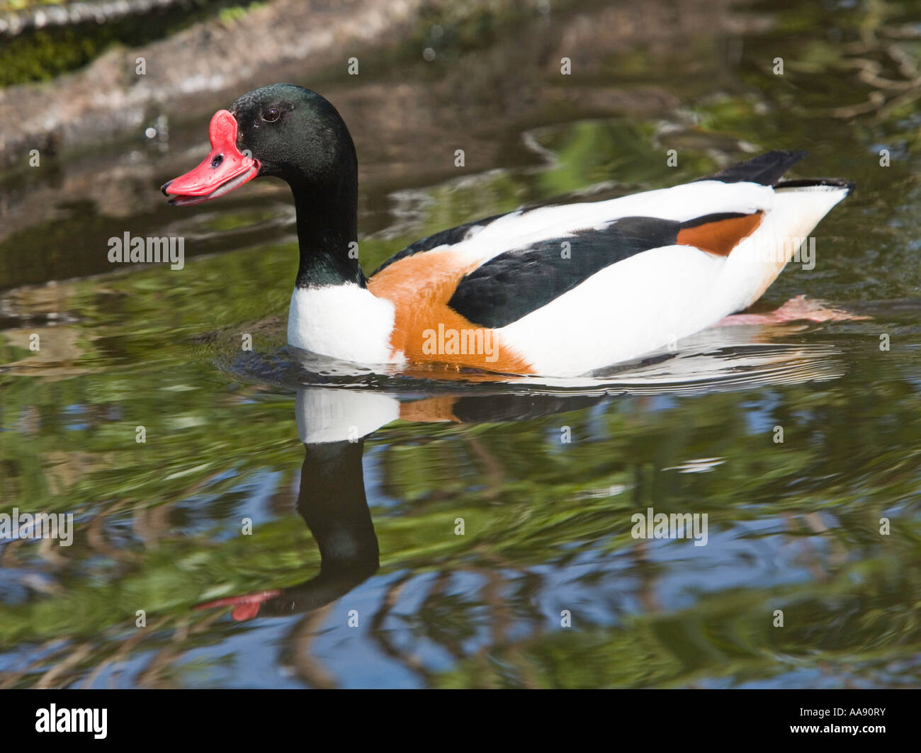 Shell duck European male Martin mere wildfoul trust Lancashire England ...