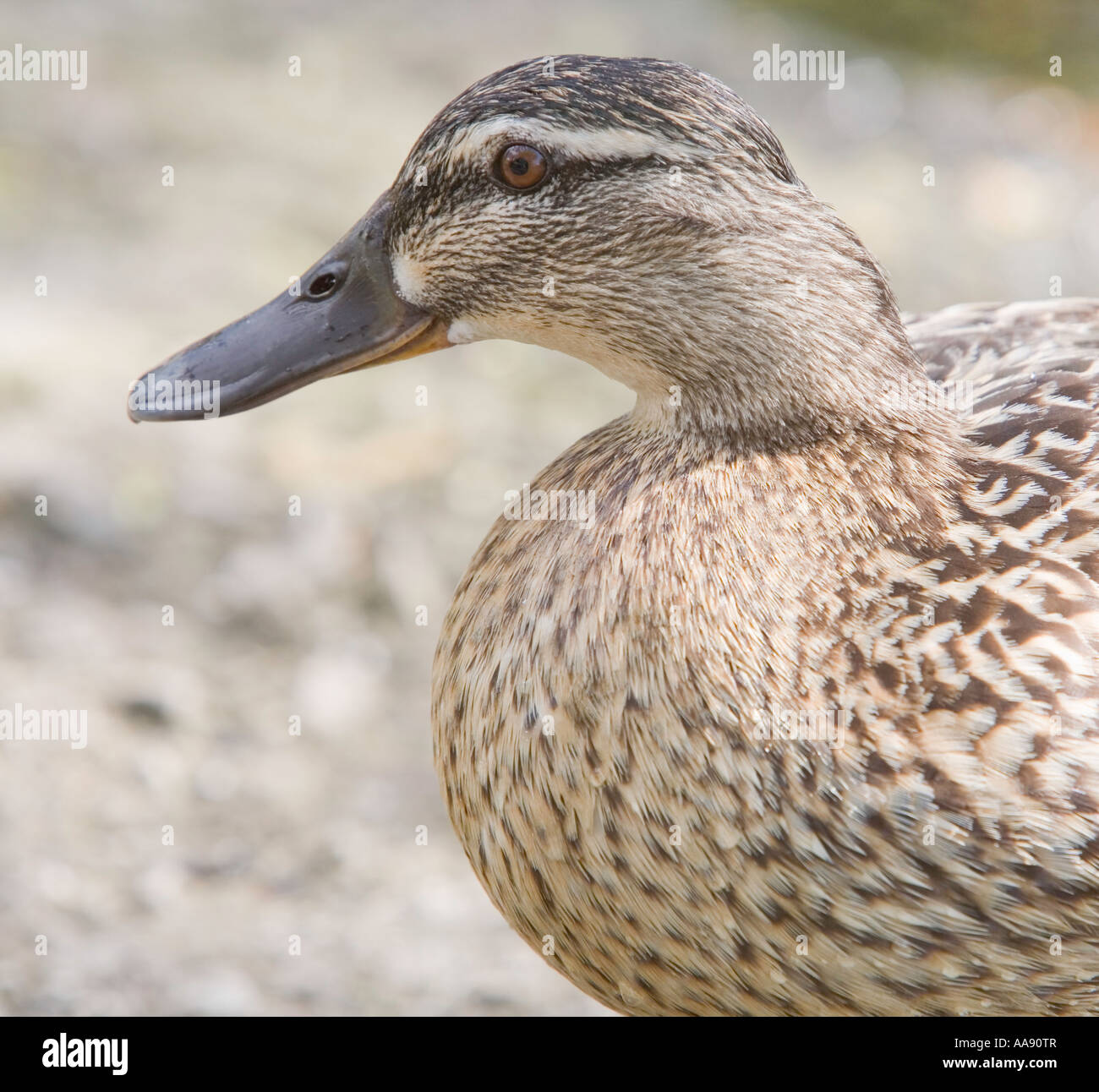 Mallard female Martin mere wildfoul trust Lancashire England Stock ...