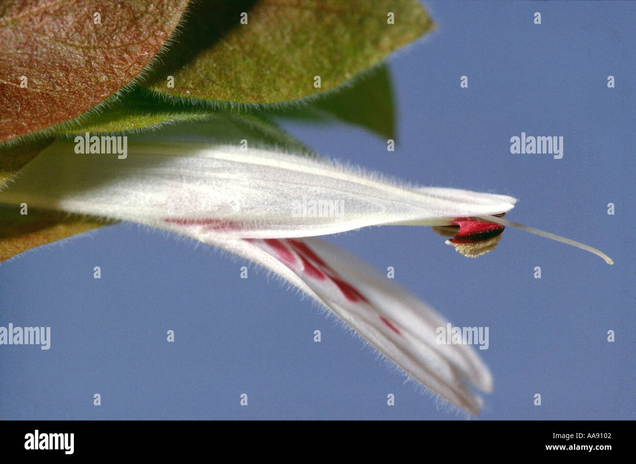 Shrimp Plant Flower Stock Photo - Alamy