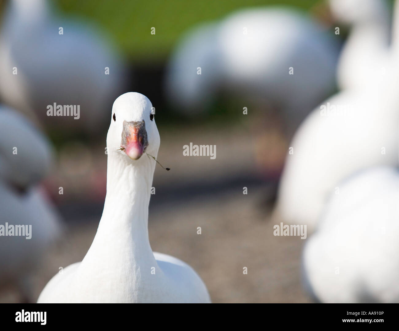 White geese Martin mere wildfoul trust Lancashire England Stock Photo ...