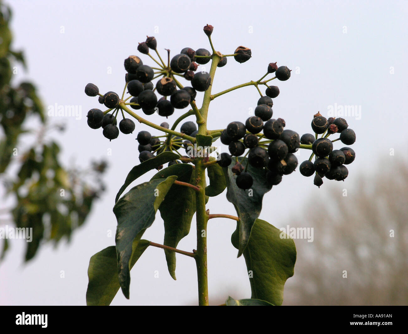 Fruit of English or [Common Ivy] "Hedera helix Stock Photo - Alamy