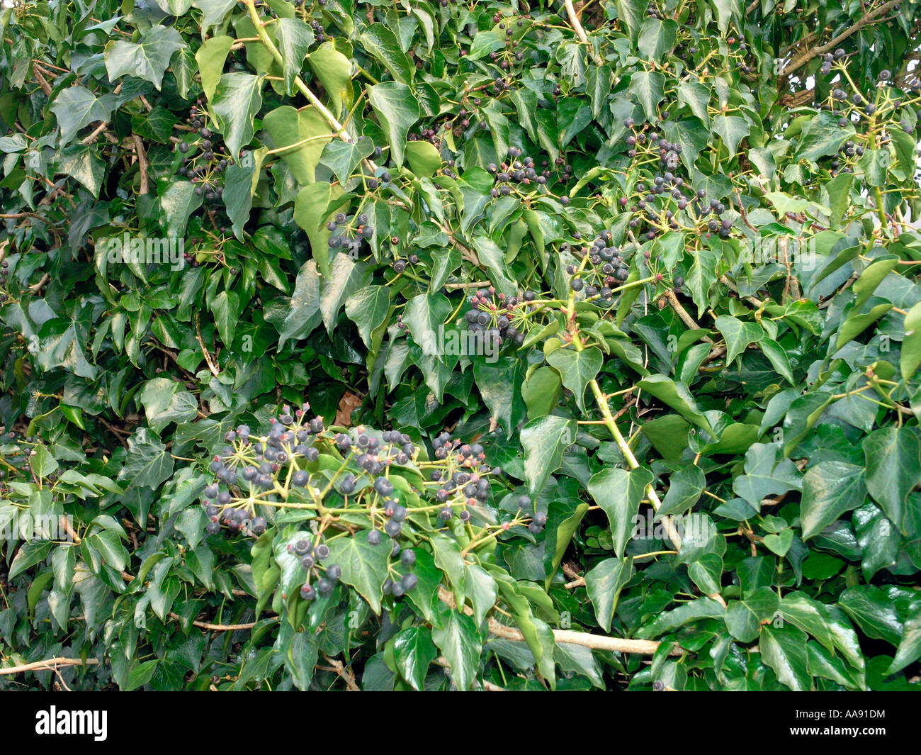Fruit of English or Common Ivy "Hedera helix Stock Photo - Alamy