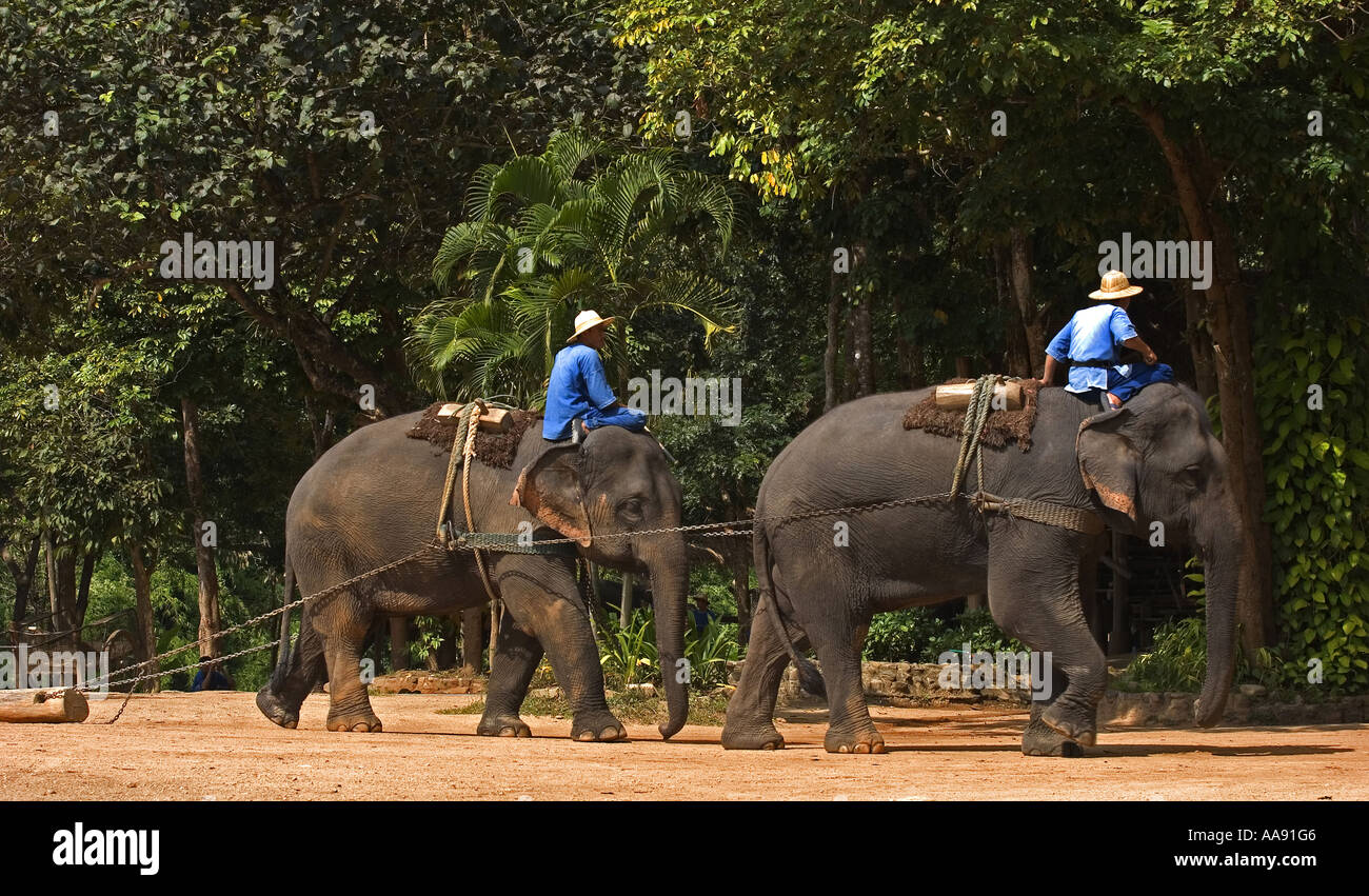 Elephant Training at a Conservation Center Lampang Chiang Mai Thailand ...