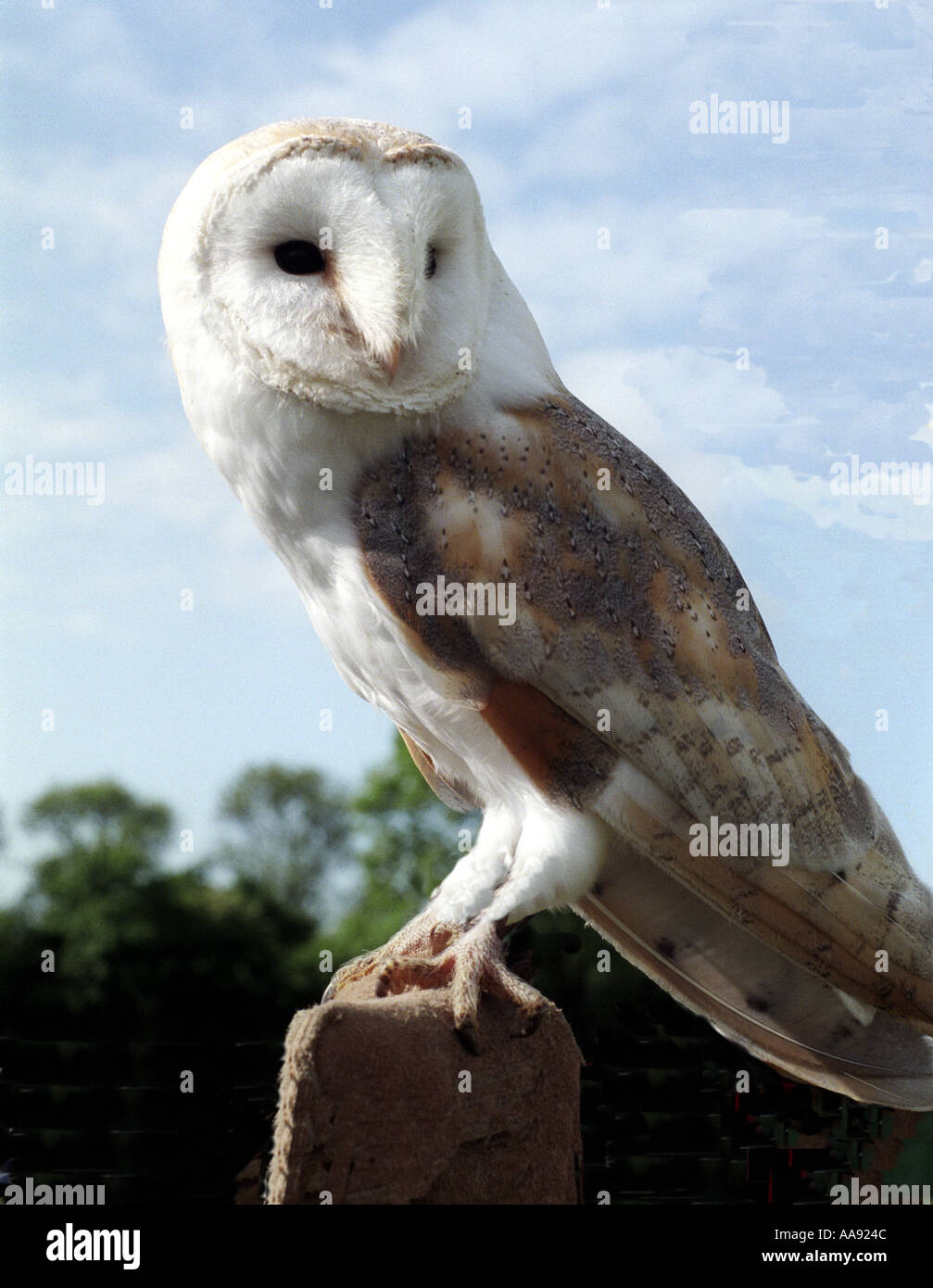 Owl feet hi-res stock photography and images - Alamy