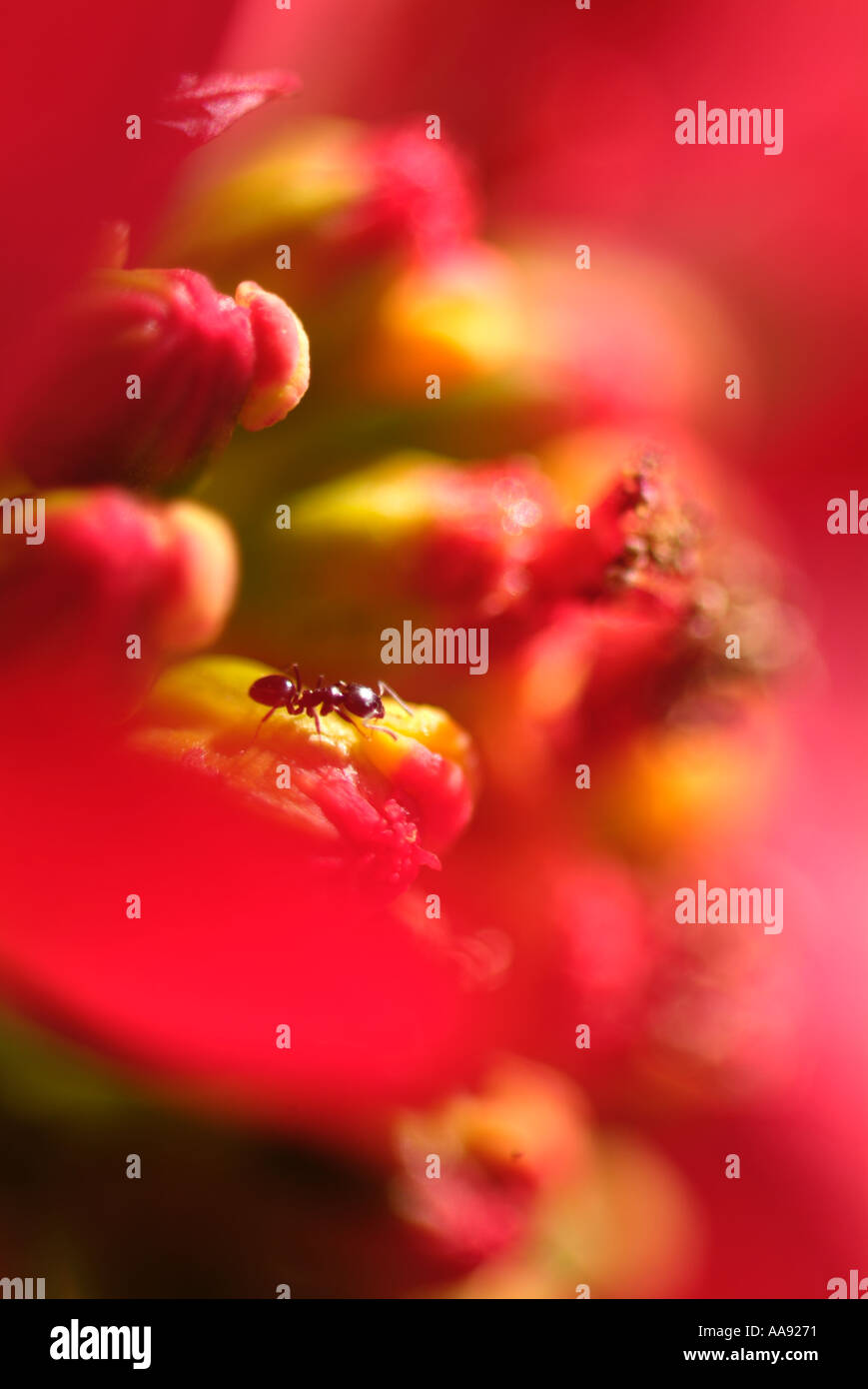 Antarticus hi-res stock photography and images - Alamy