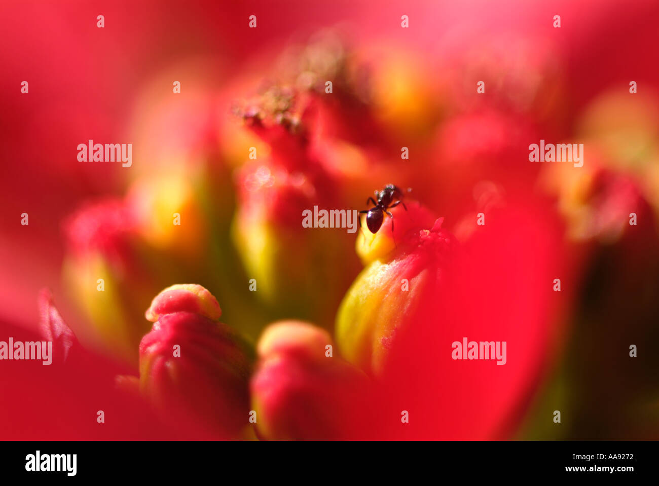 Southern Ant in Foliage Stock Photo - Alamy
