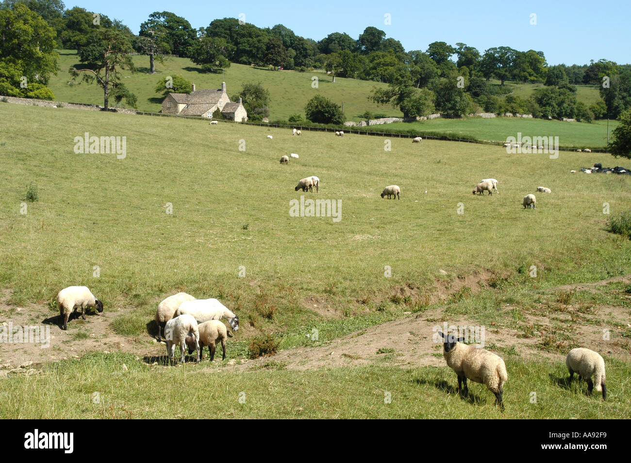 Sheep in a Cotswold field Stock Photo - Alamy