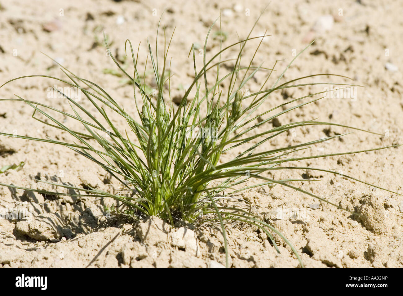 Young spring Purple Viper's Grass plant - Asteraceae - Scorzonera ...