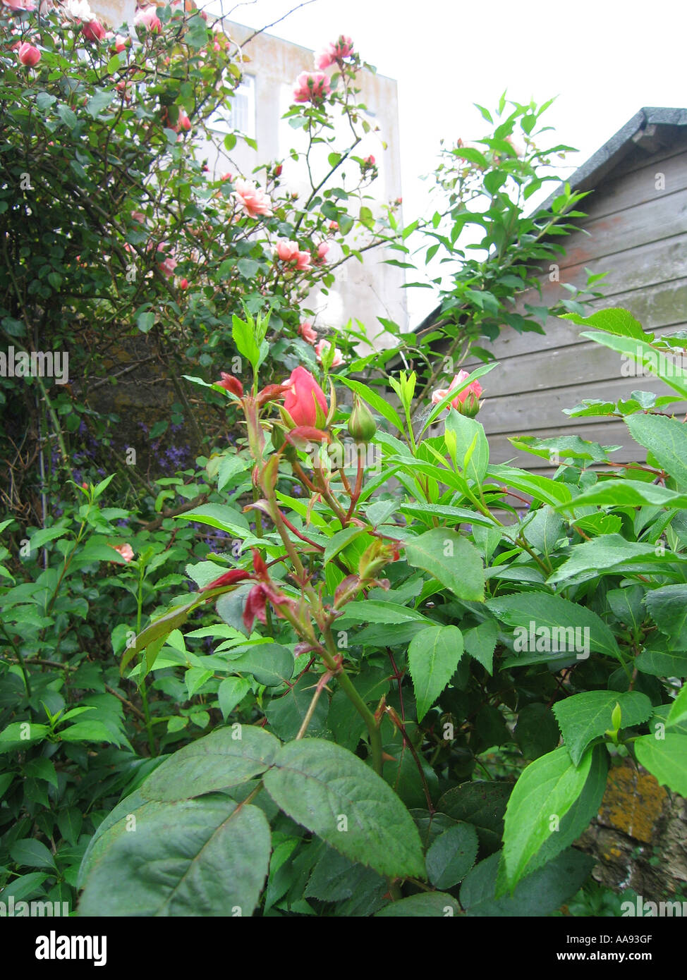 Roses in a Cornish garden UK Stock Photo - Alamy