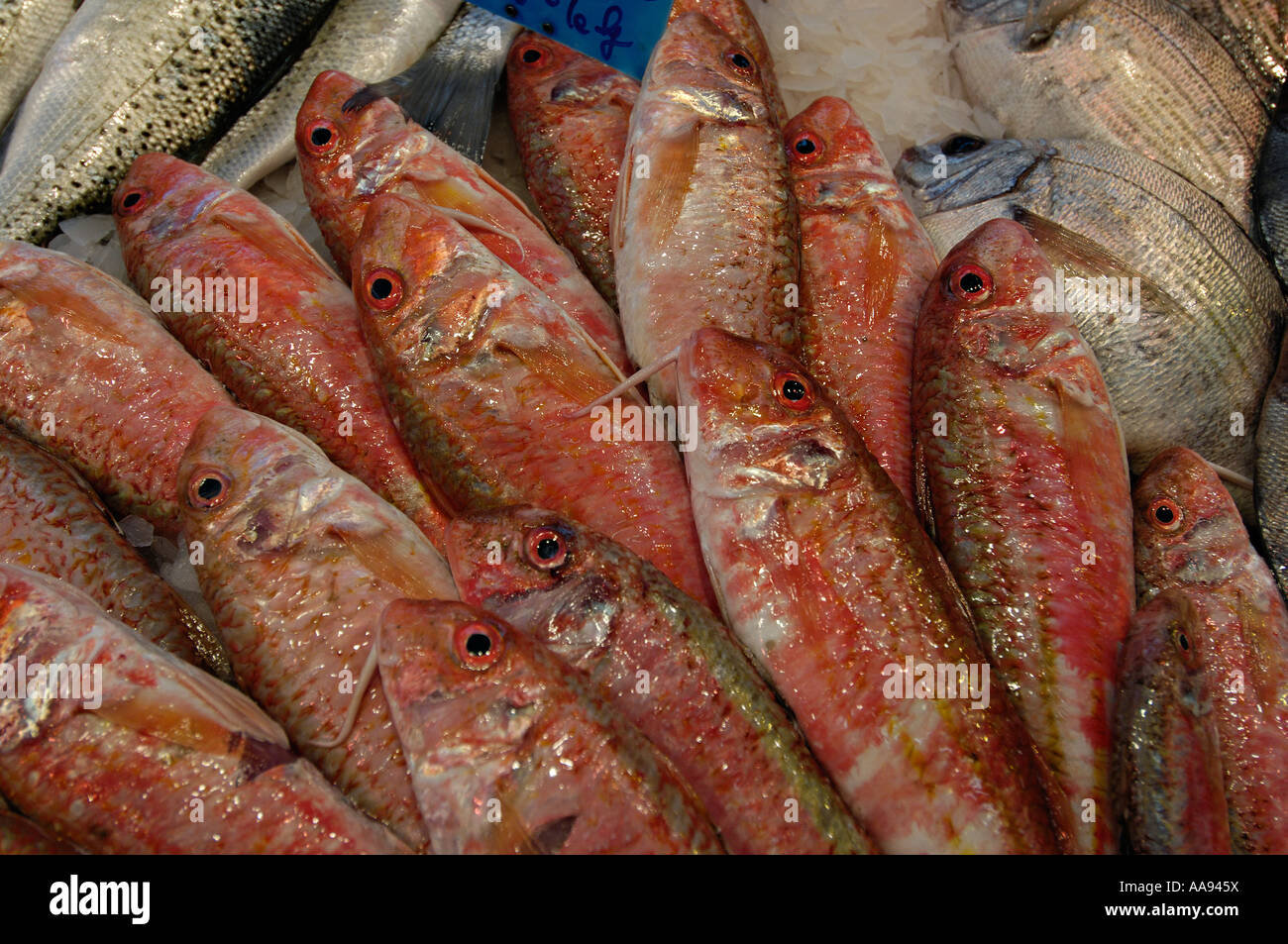 Red Muller lined up on a stall Stock Photo - Alamy