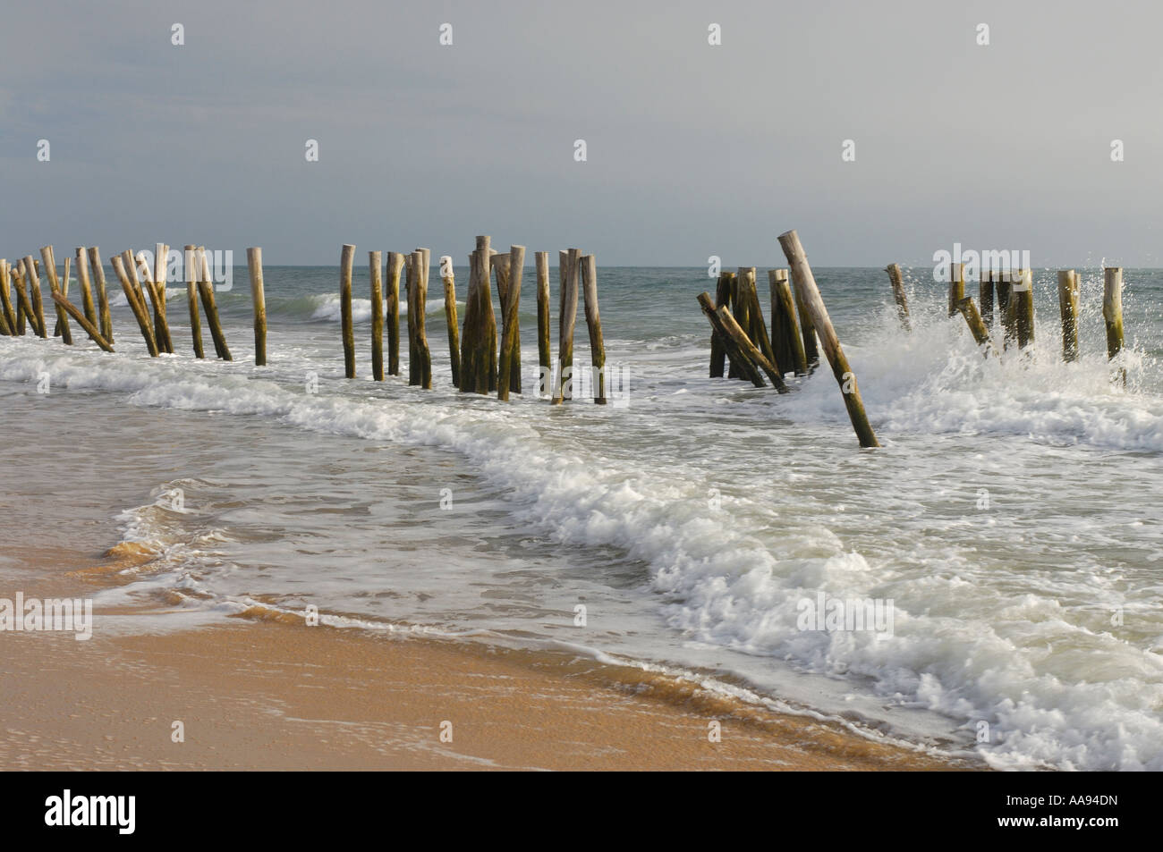 Rows of wooden piles hi-res stock photography and images - Alamy