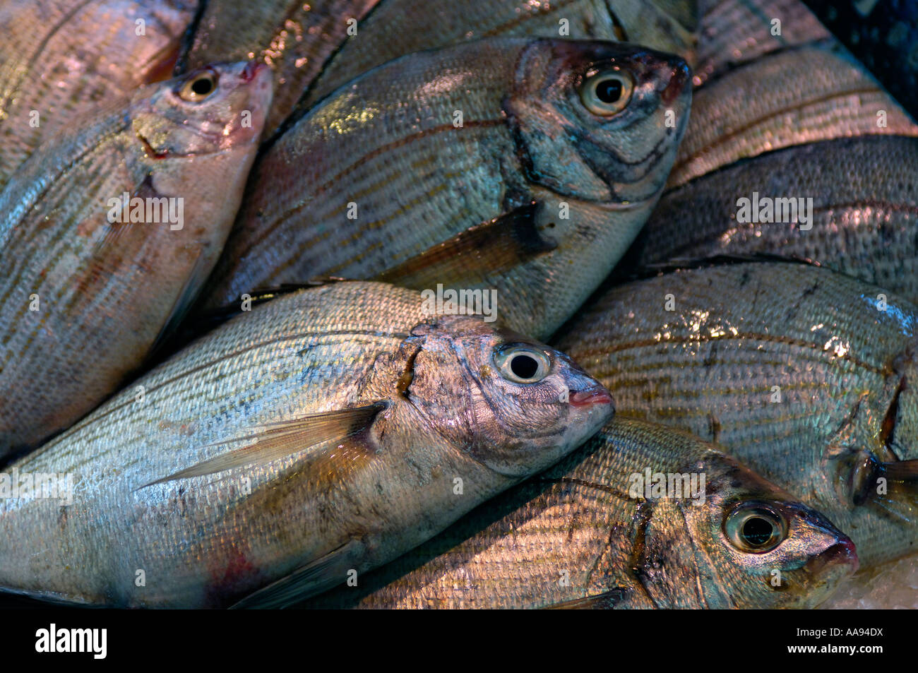 Seabreams hi-res stock photography and images - Alamy