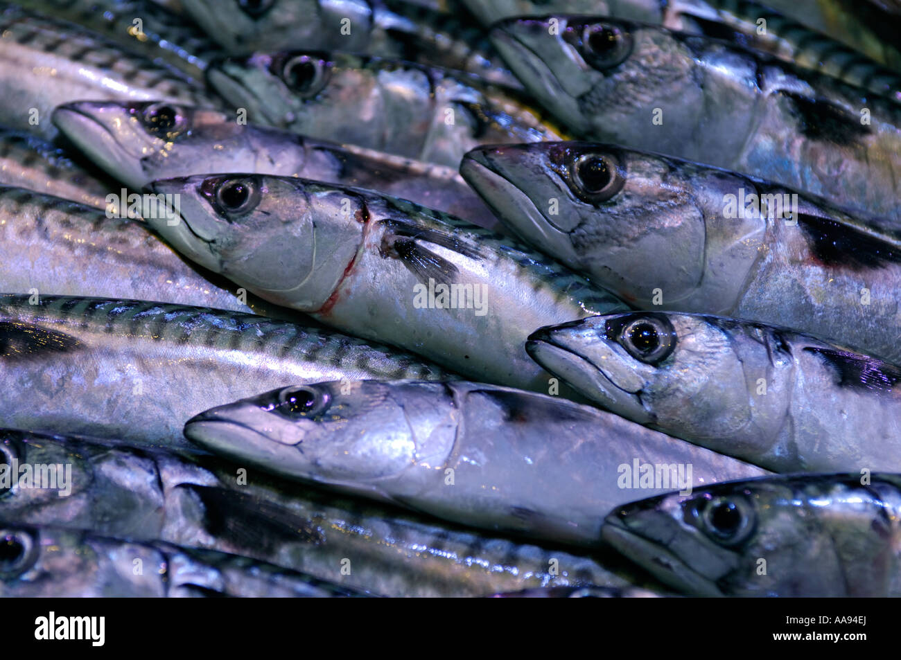 Mackerels on a fish market hi-res stock photography and images - Alamy