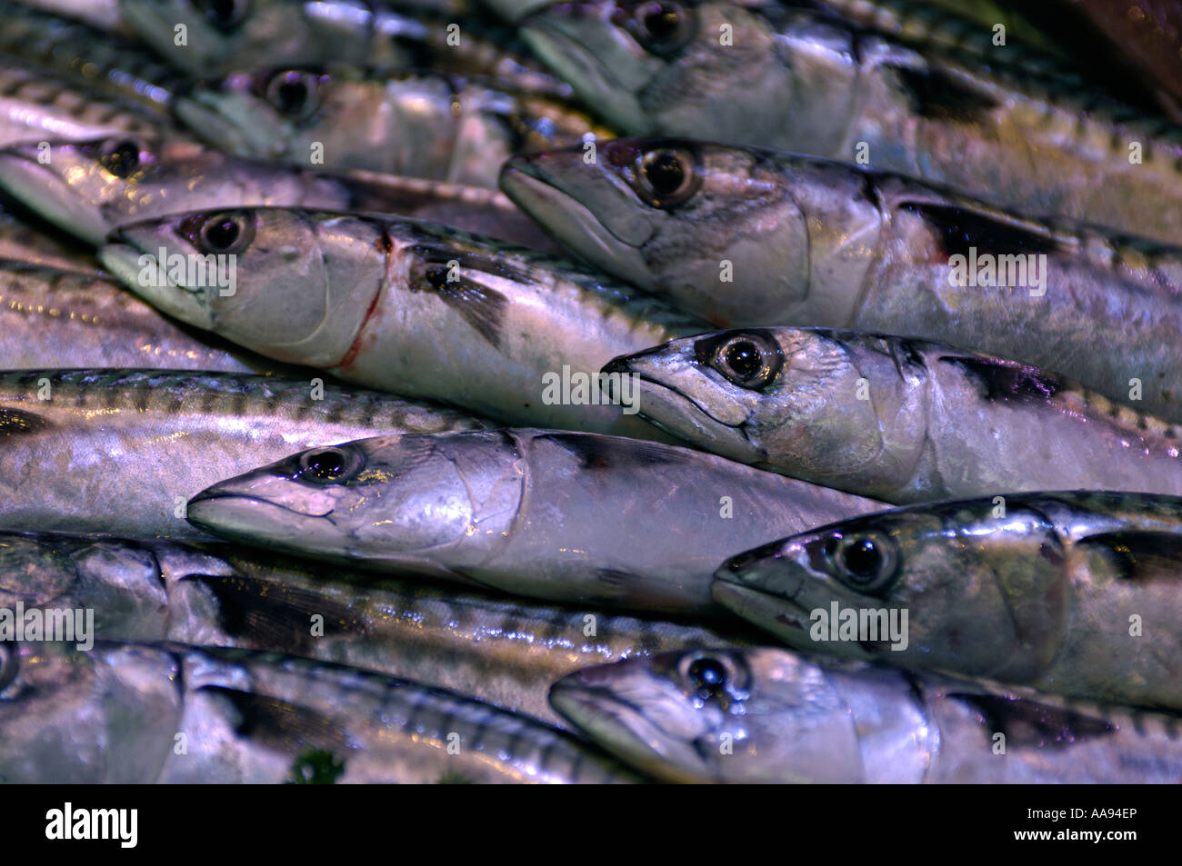Rows of mackerel on a fishmonger's stall Stock Photo - Alamy