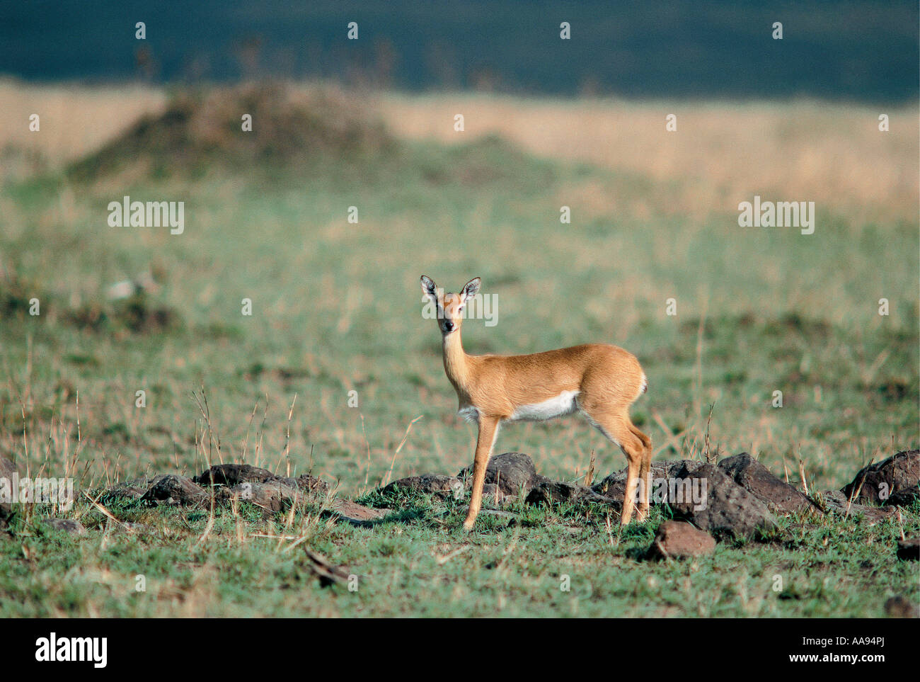 Female Steinbok or Steenbok a small reddish antelope Masai Mara ...