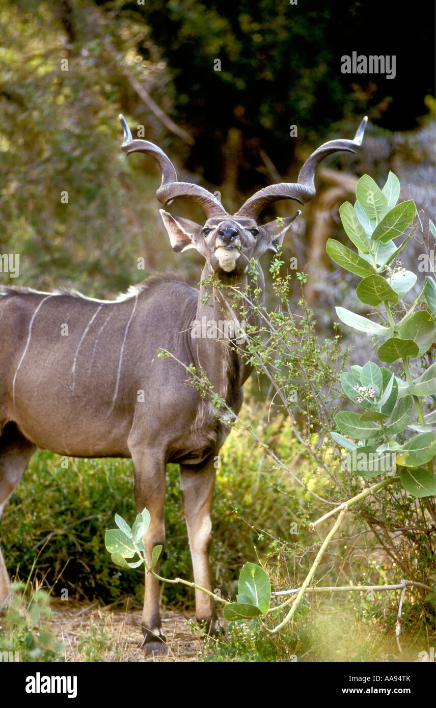 Greater Kudu Antelope Ears High Resolution Stock Photography and Images ...