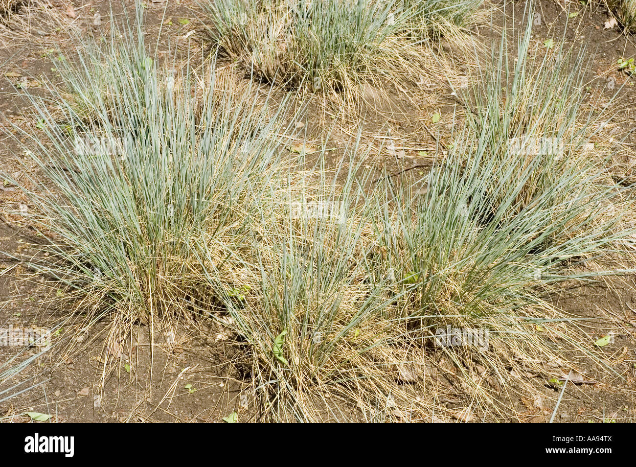 Spring Blue oat grass - Gramineae - Helictotrichon sempervirens Stock ...