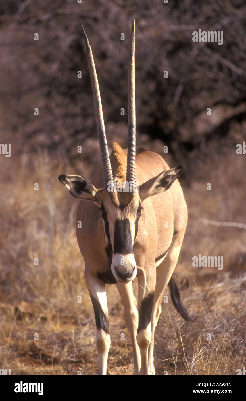 Beisa oryx hi-res stock photography and images - Alamy