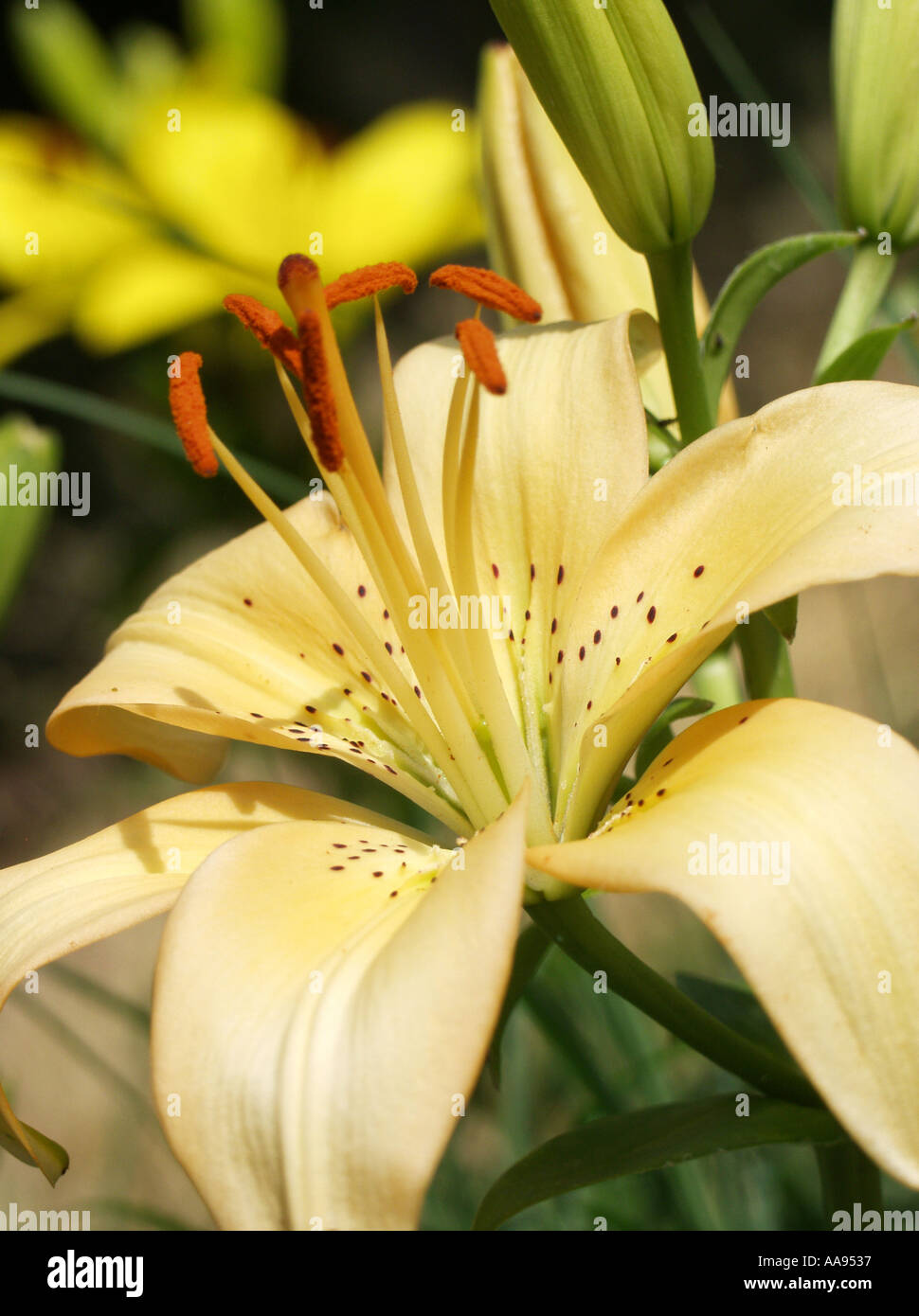 Lillies Lilium hybr Stock Photo - Alamy