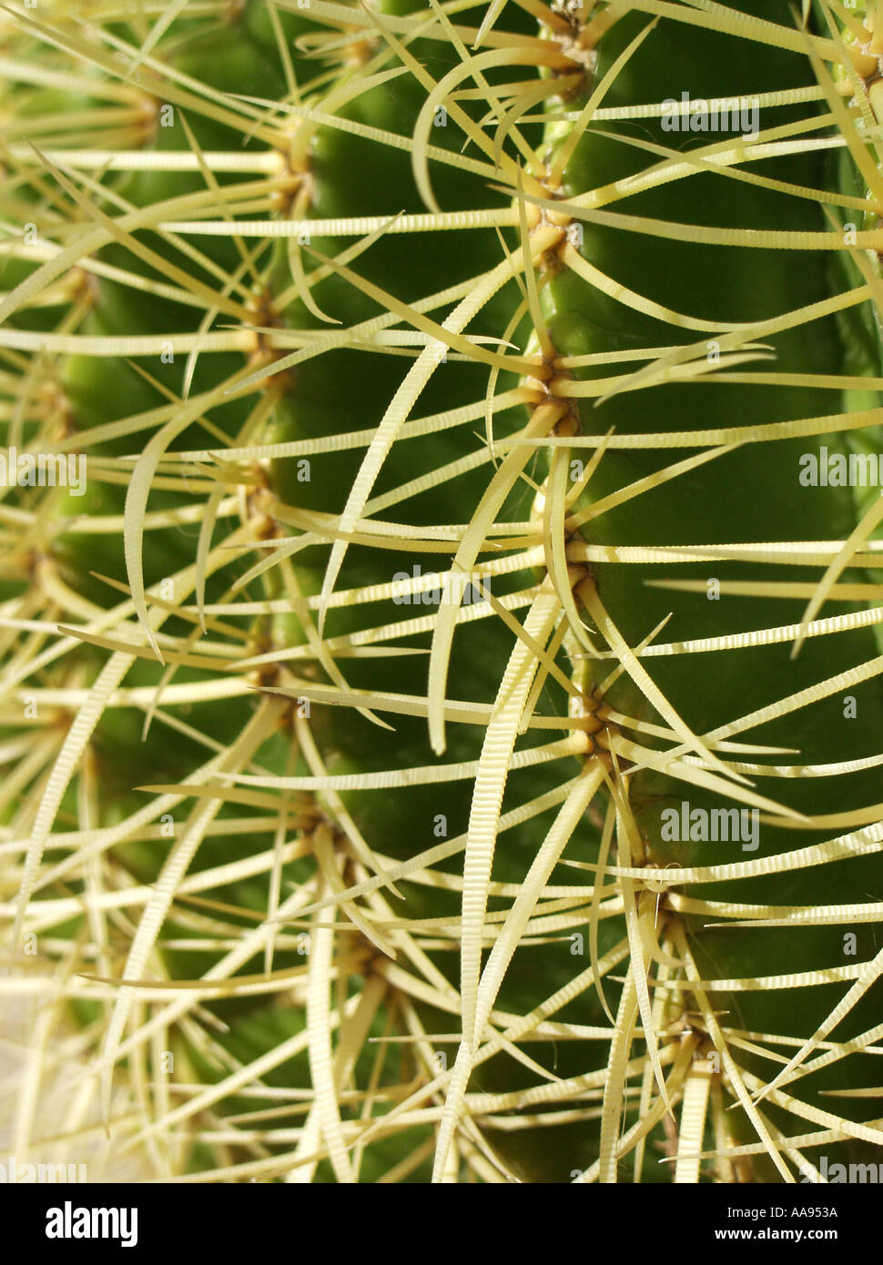 Xerophyt hi-res stock photography and images - Alamy