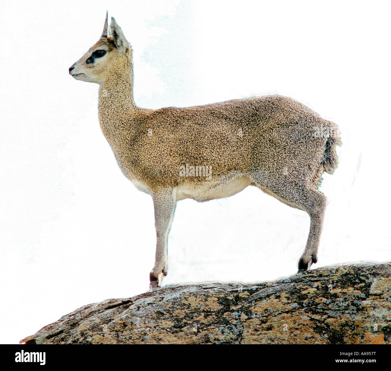 Klipspringer High Resolution Stock Photography and Images - Alamy