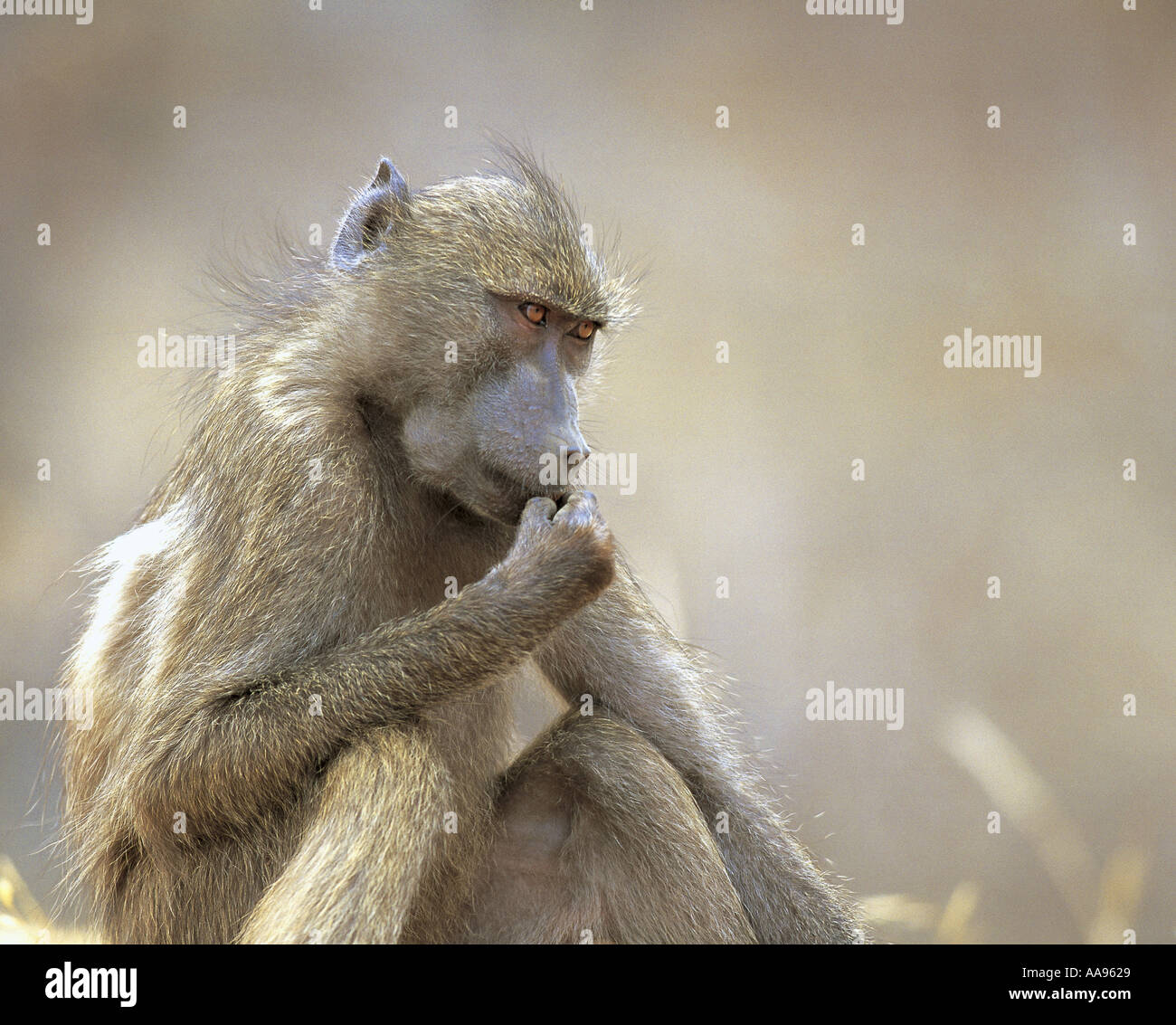 Worried monkey hi-res stock photography and images - Alamy
