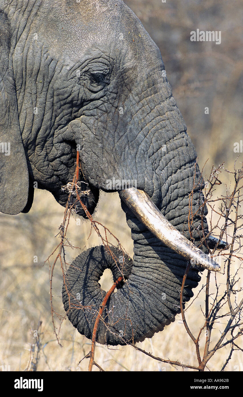 Eating Elephant showing use of trunk Stock Photo - Alamy