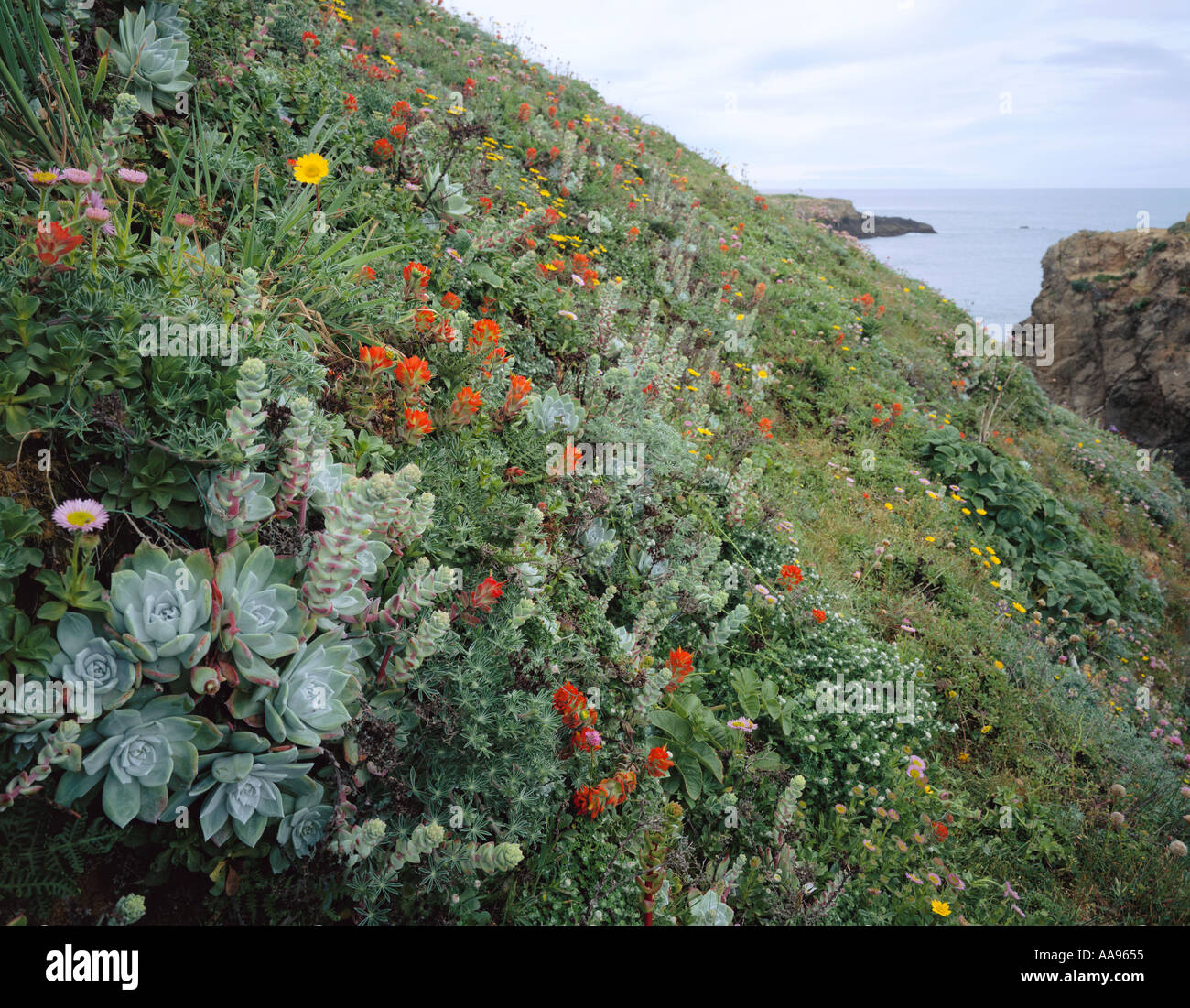 Wildflowers on a hillside overlooking the Pacific Ocean in Mendocino ...