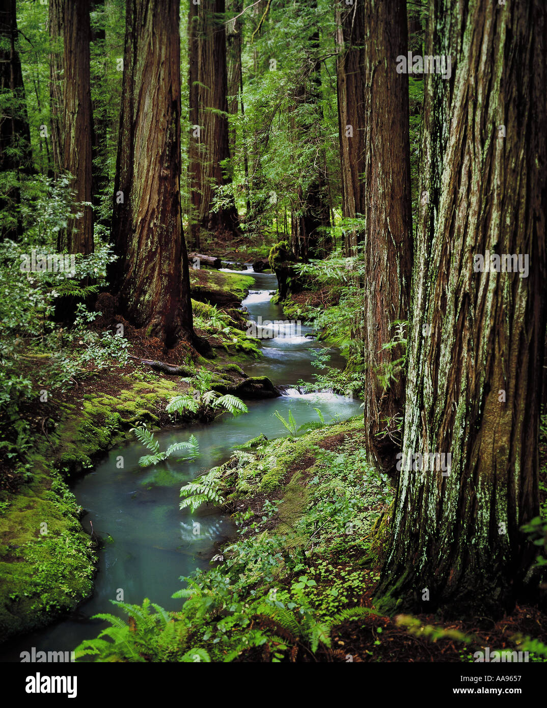 Mendocino redwoods hi-res stock photography and images - Alamy
