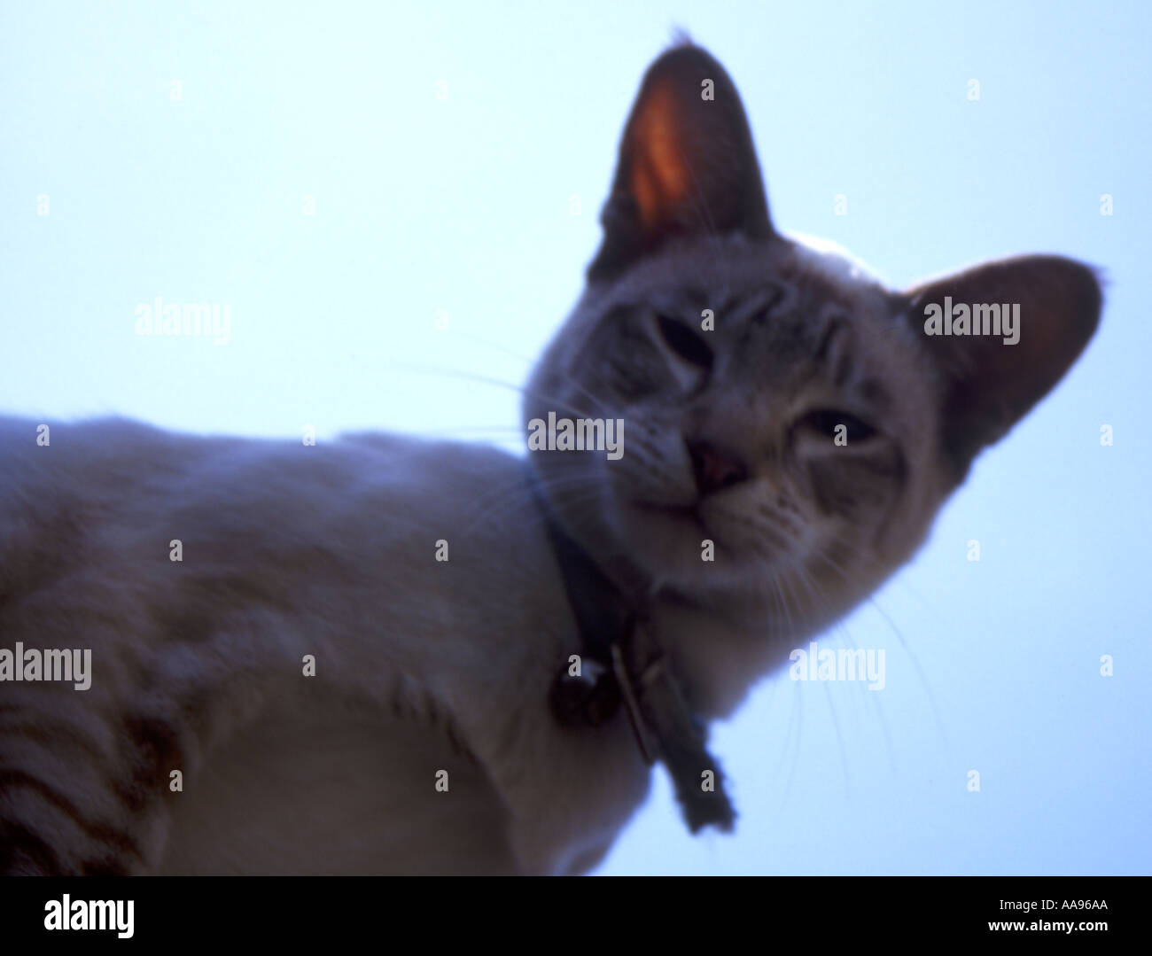 Young cat looking down on camera Stock Photo - Alamy